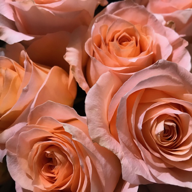 Rose Coral Reef - Livraison Fleuriste Nancy